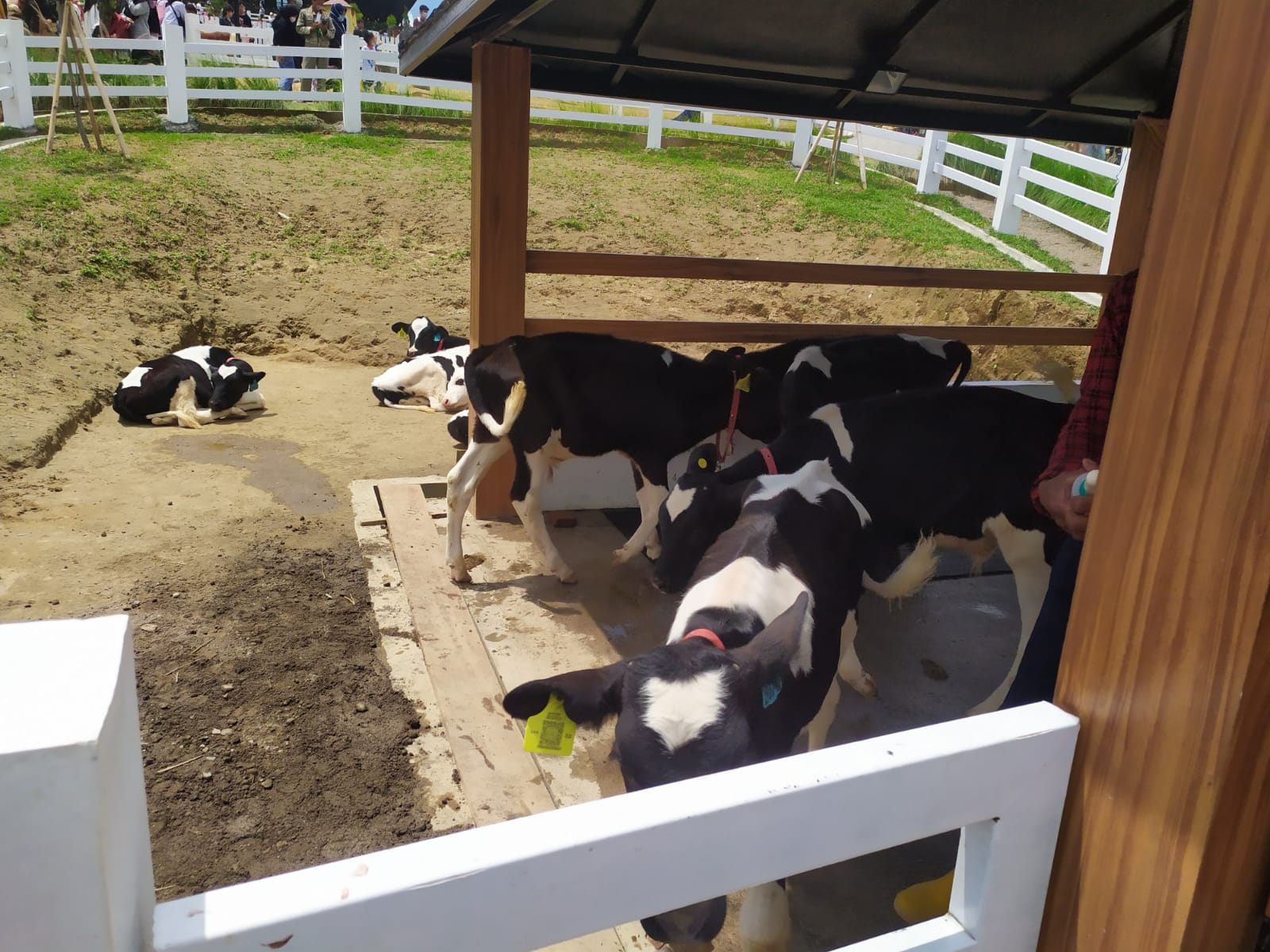 Cheese House Cepogo at Georgia Challis blog